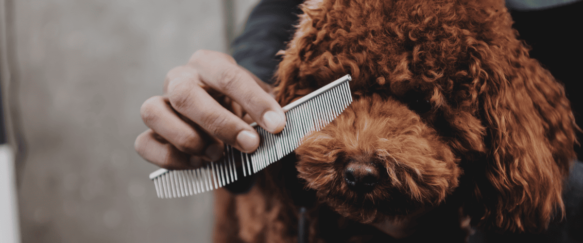 Hoe moet ik mijn hond borstelen? | Figopet.nl