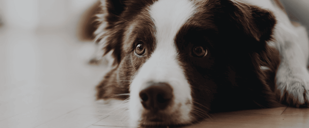 Grasaar hond, wat moet ik weten? | Figopet.nl